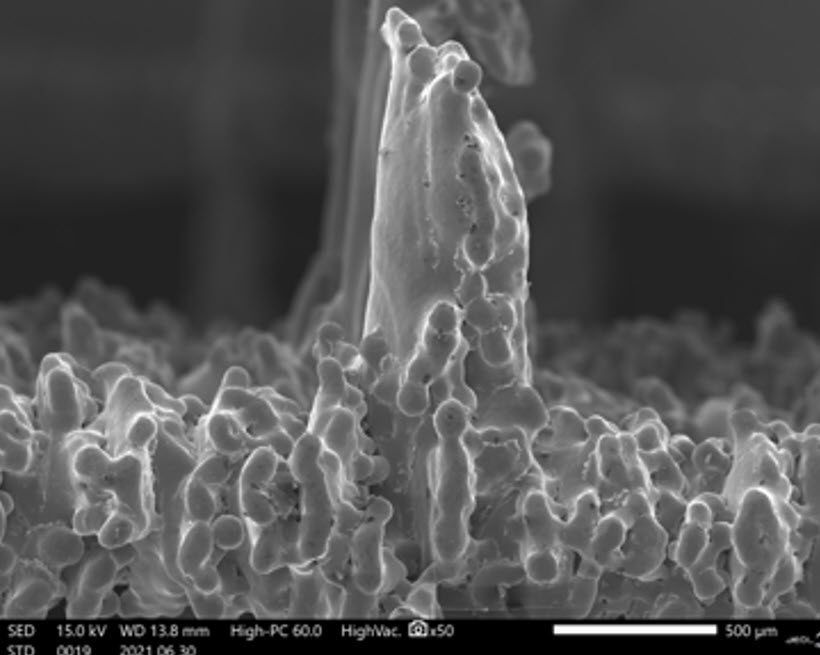 JEOL USA blog | Using Tabletop Scanning Electron Microscopes for